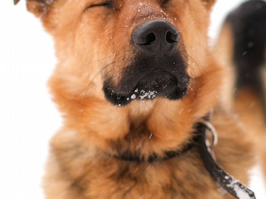 Собаки из приюта