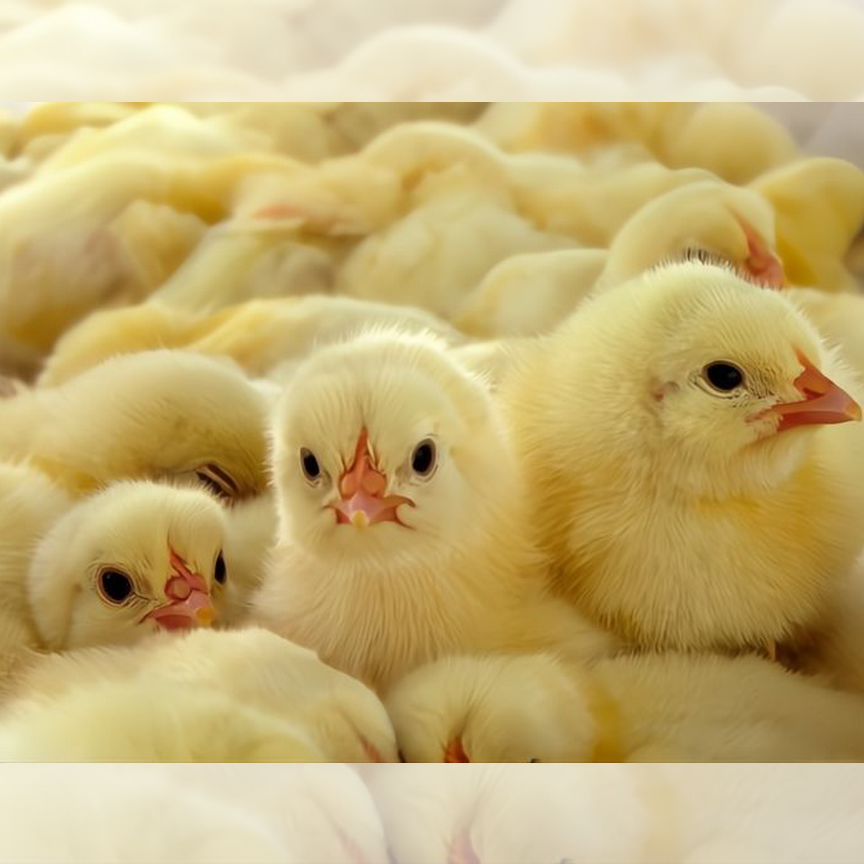 Цыплята бройлер на 11.02