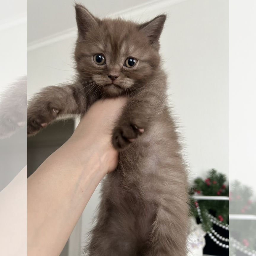 Шотландский вислоухий короткошёрстный котёнок