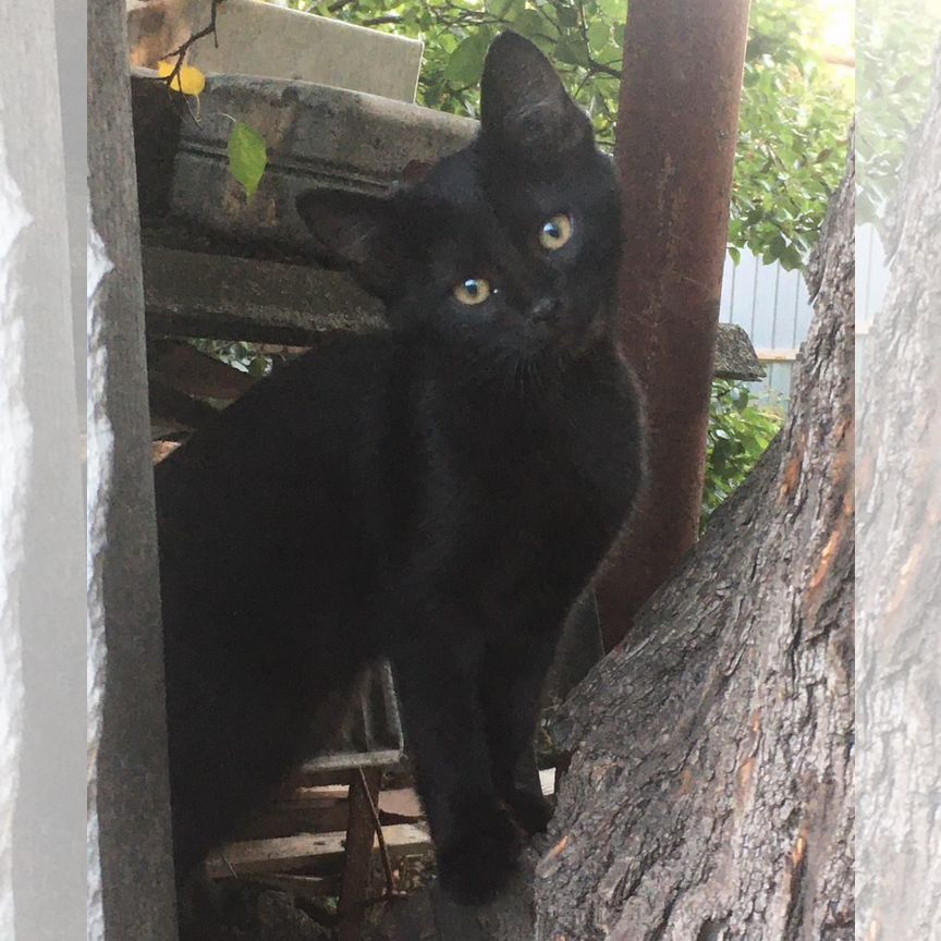 Котята в добрые руки даром бесплатно