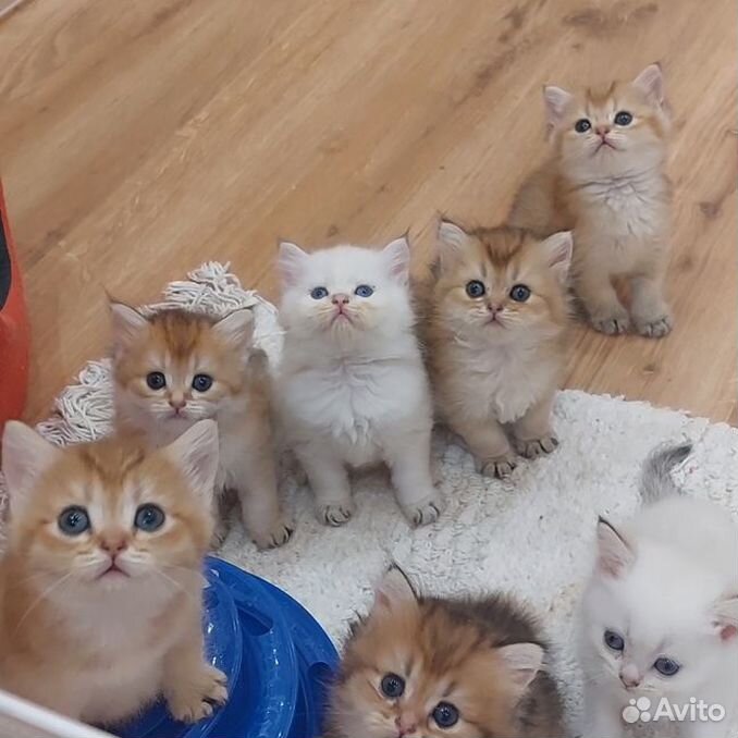 Малыши из питомника