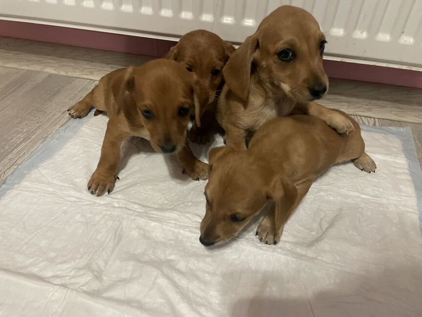 Щенки таксы