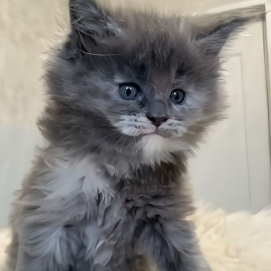 Мейн-кун котёнок