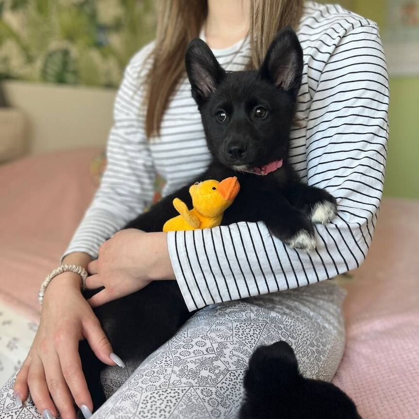 Щенок в добрые руки