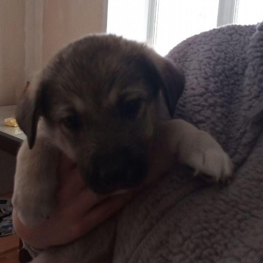 Щенок в добрые руки