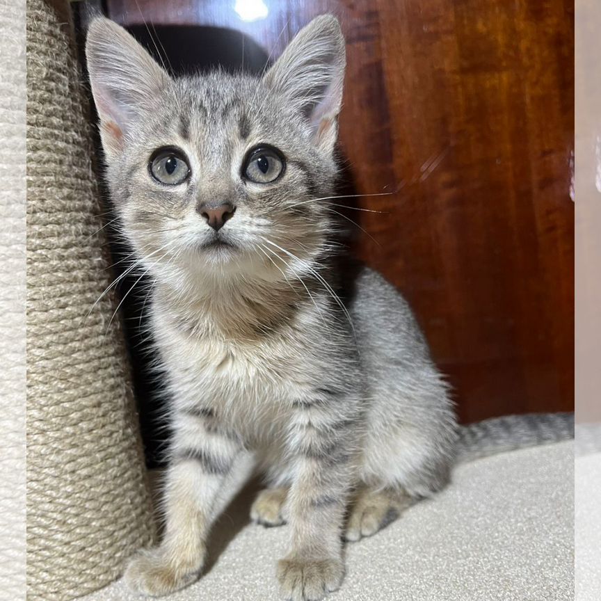 Котёнок мальчик