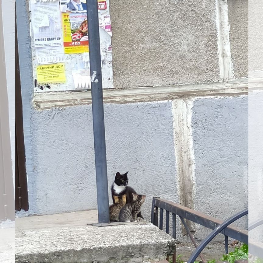 Котёнок в добрые руки