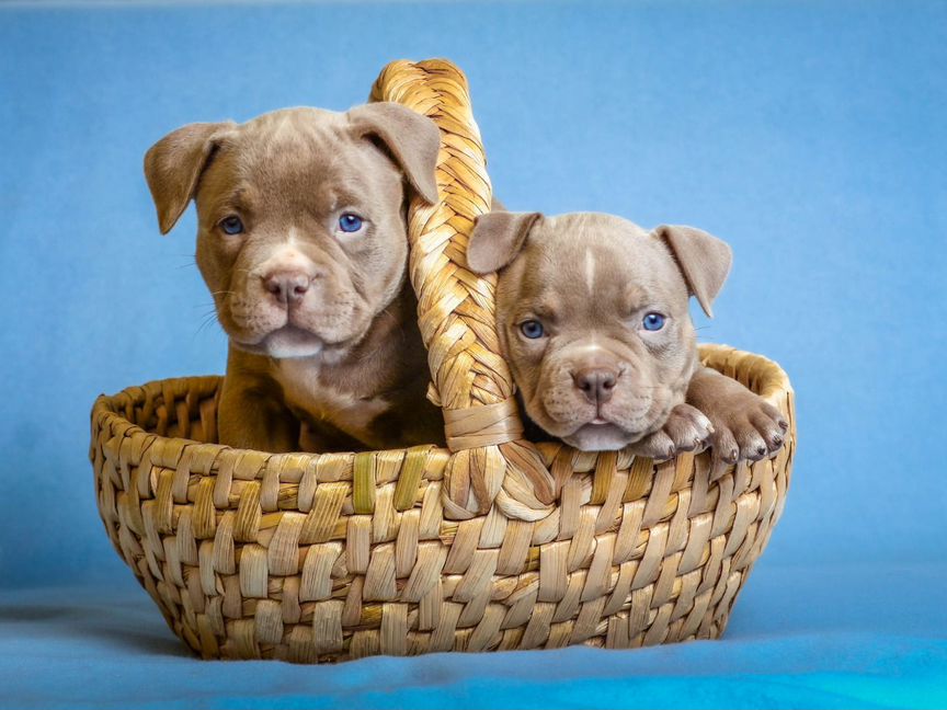 Американский Булли (покет)