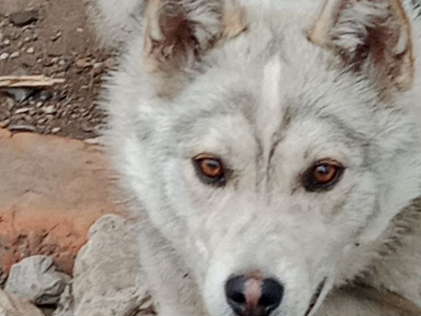 Сибирский хаски