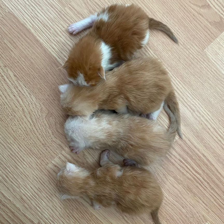 Котята мейн-кун