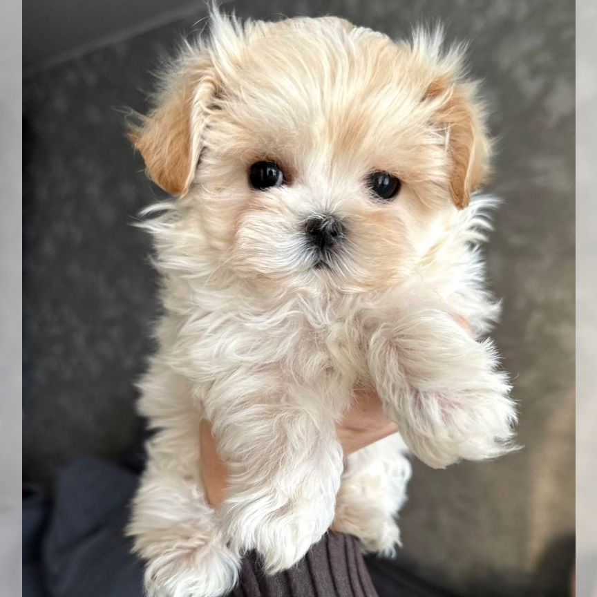 Мальтипу, щенок