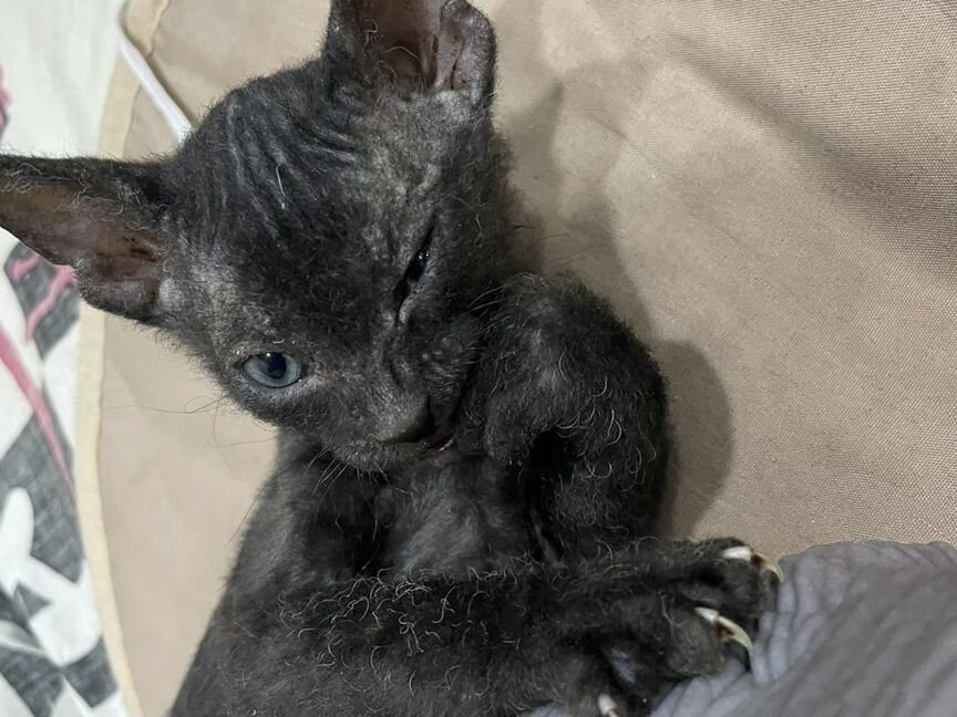 Котята сфинкс