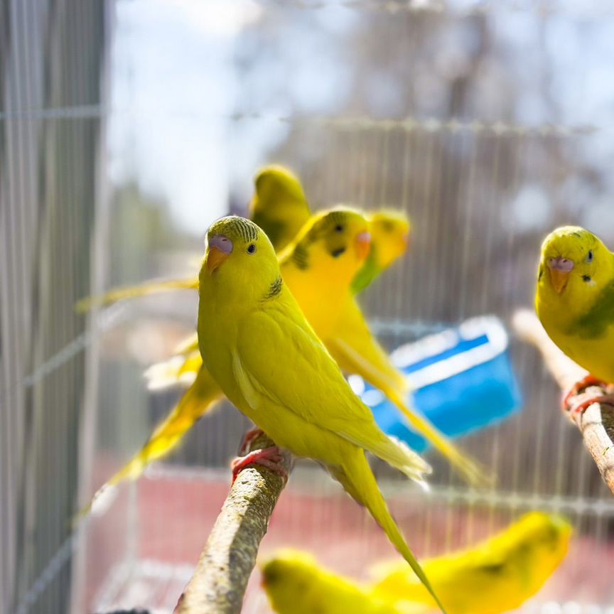 Волнистый Попугай Самцы