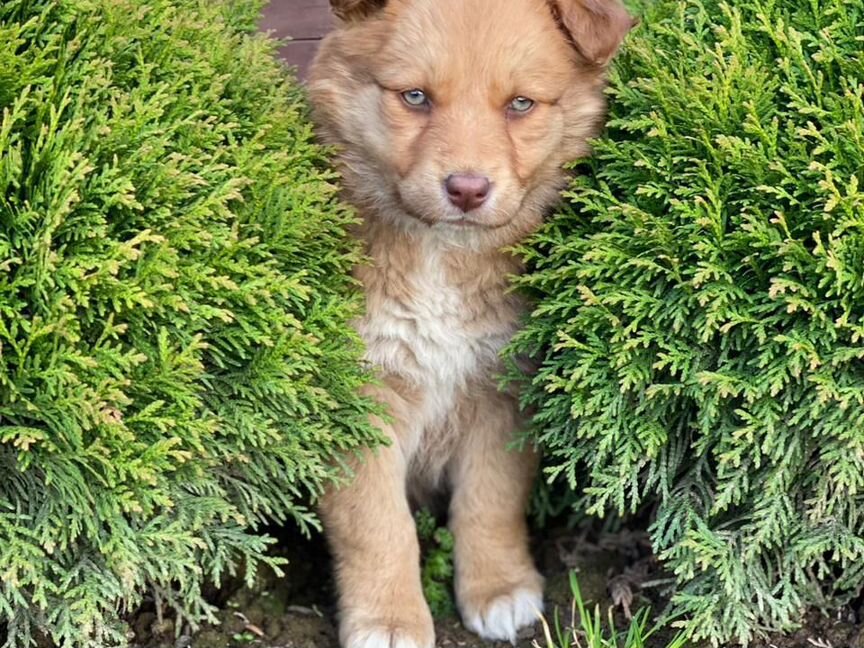 Щенки алабая в добрые руки