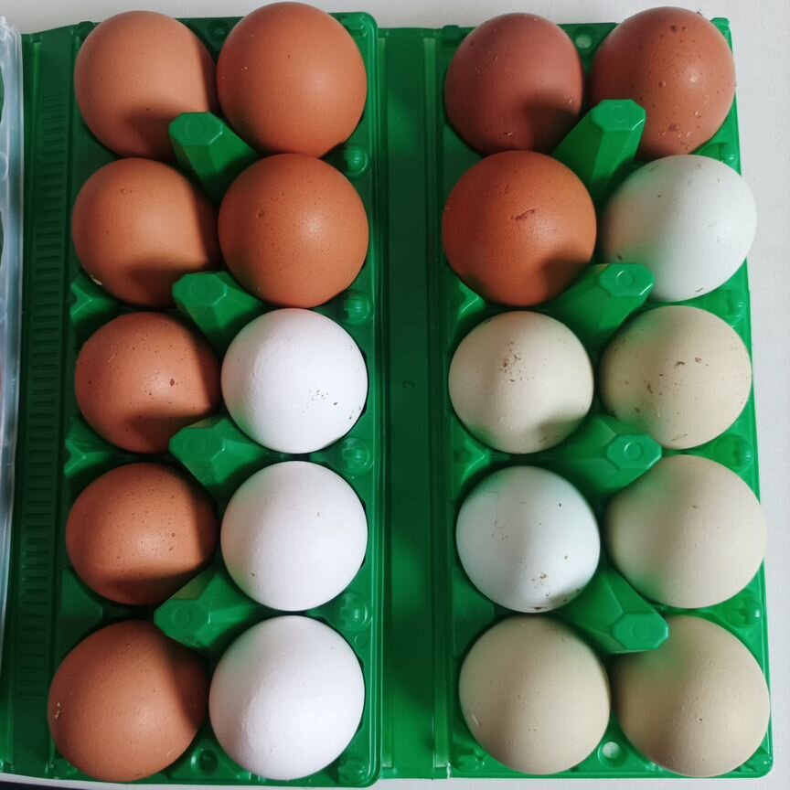 Инкубационное яйцо кур