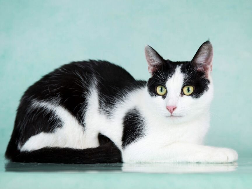 Котик Бэтмен ищет дом