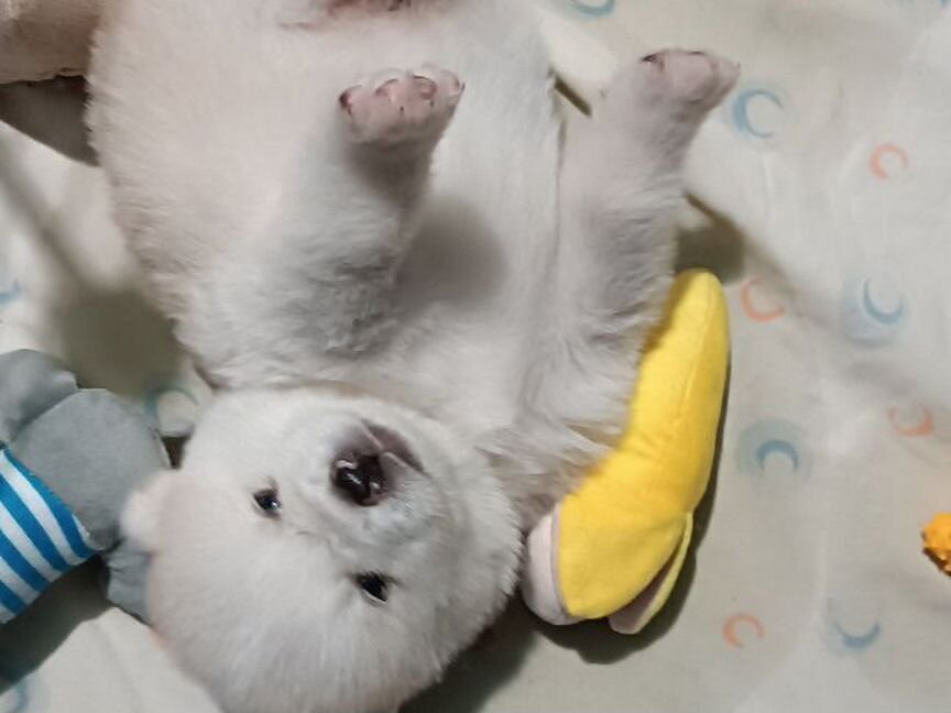 Щенки японской Акита-Ину