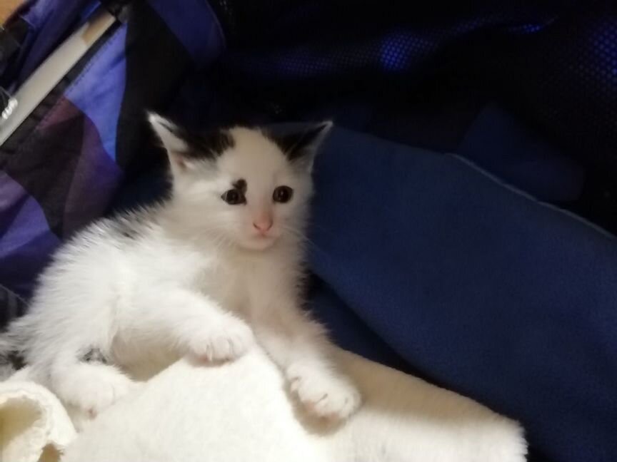 Отдам котенка в добрые руки, от мамы крысоловки