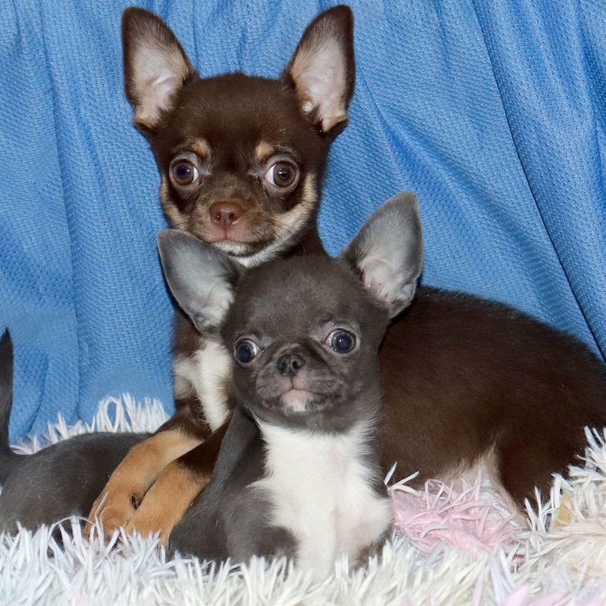 Шоколадный игруля чихуахуа с доставкой и видео