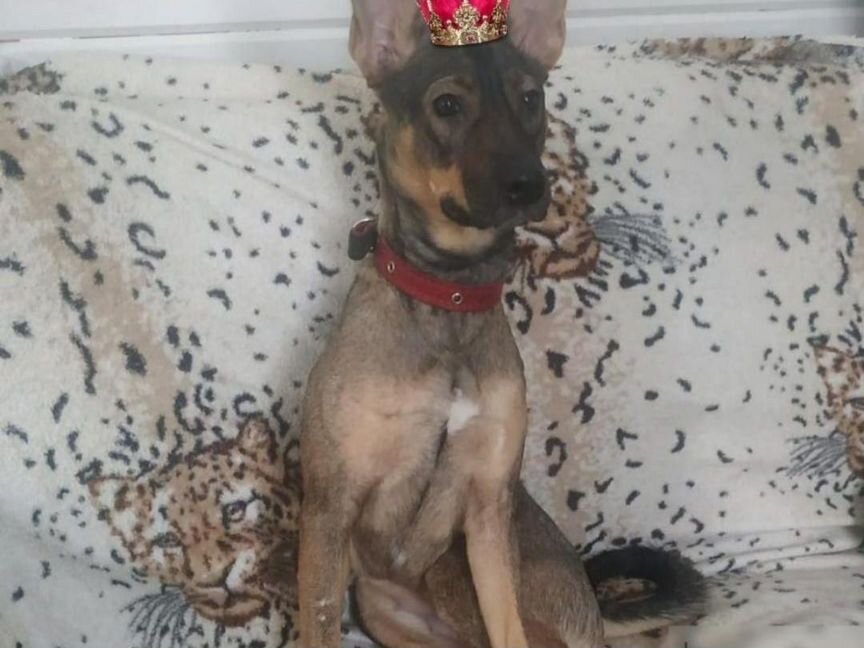 Ее величество Елизавета