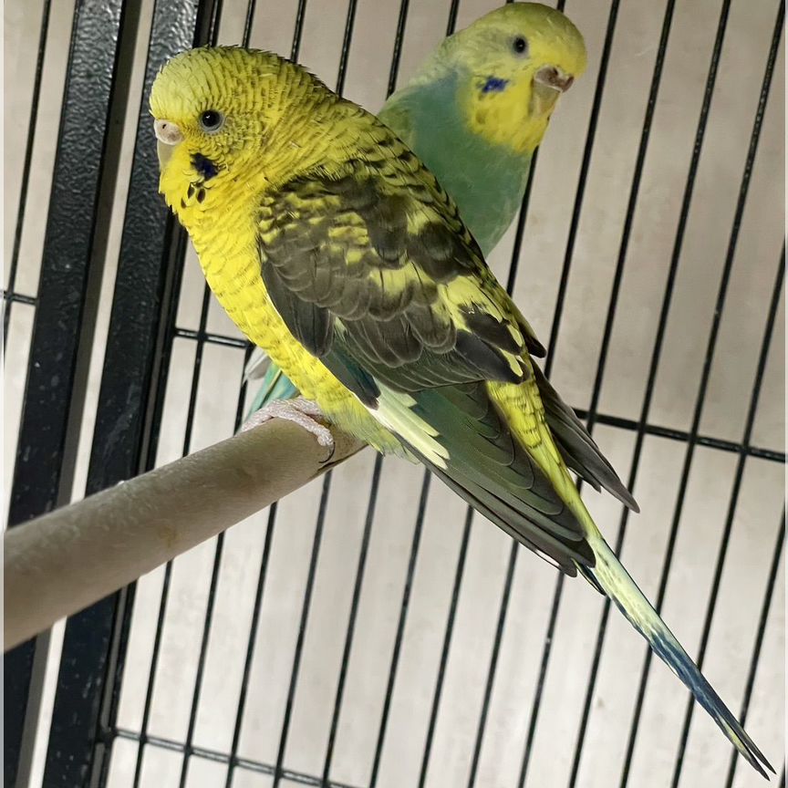 Волнистый попугай самцы самки взростые и птенцы