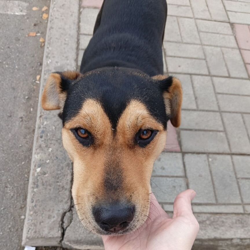 Взрослая собака в добрые руки