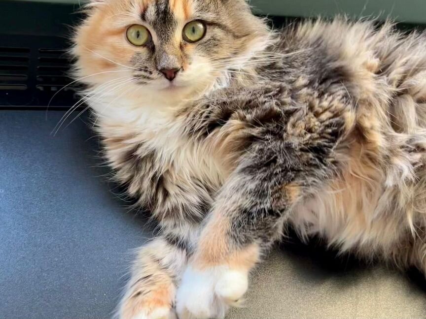 Кошка Глаша ищет семью