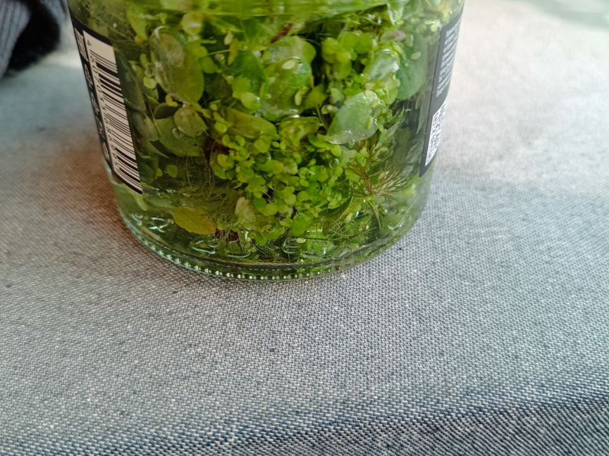 Отдам водоросли