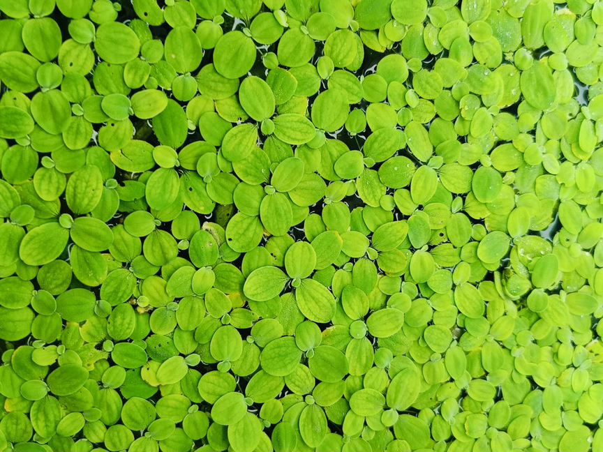 Пистия мелкая Ряска порциями