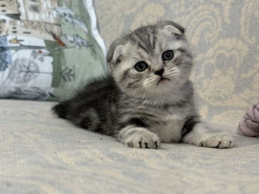 Британские котята