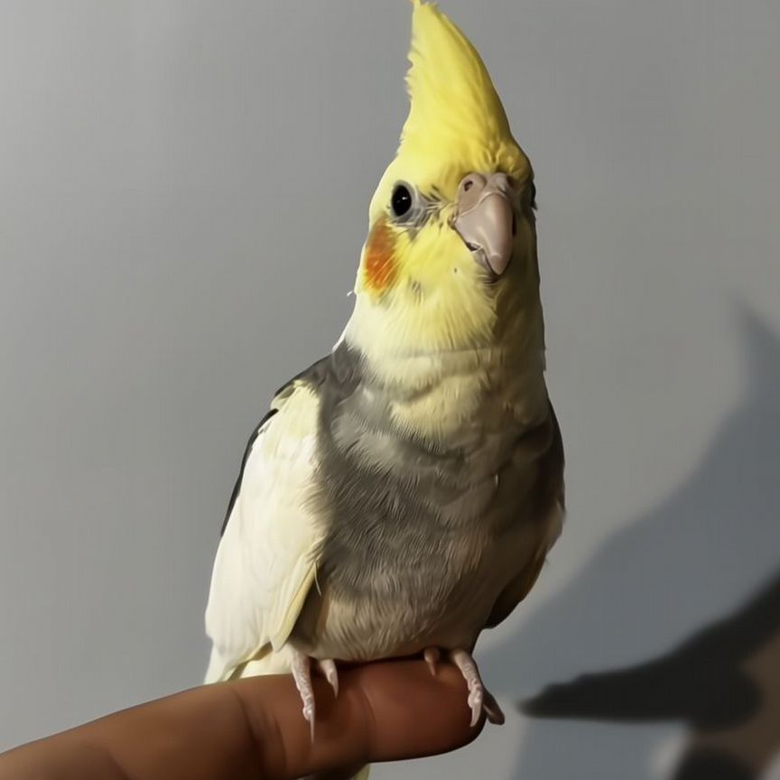 Попугай корелла