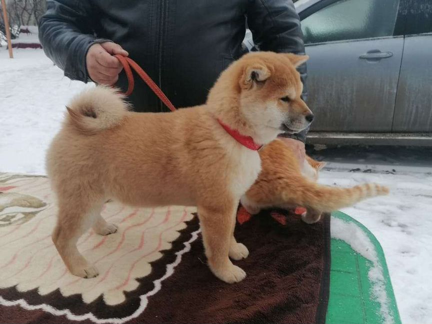Щенки сиба ину
