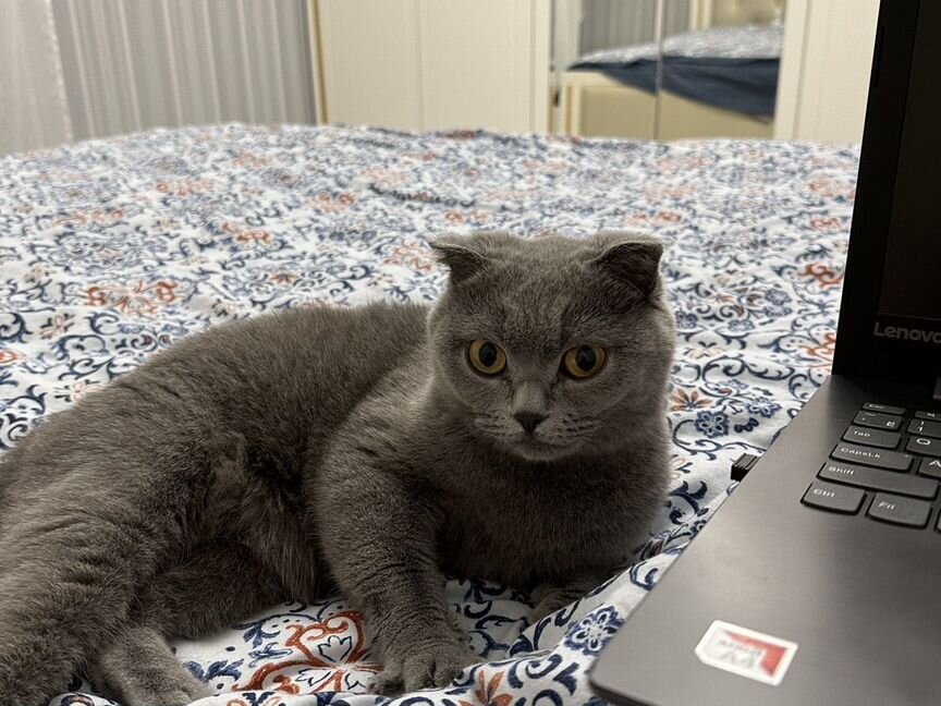 Кошка на вязку