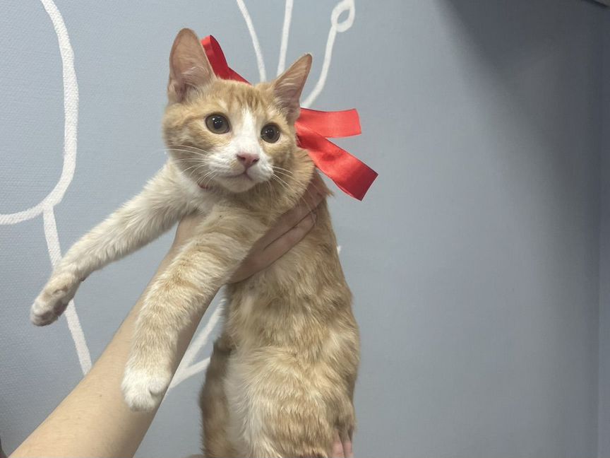 Котик Персик