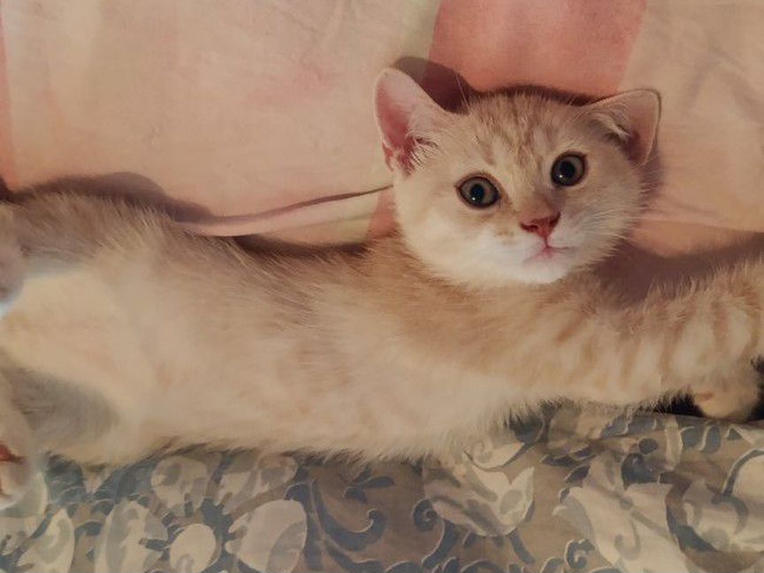 Котик шотландец