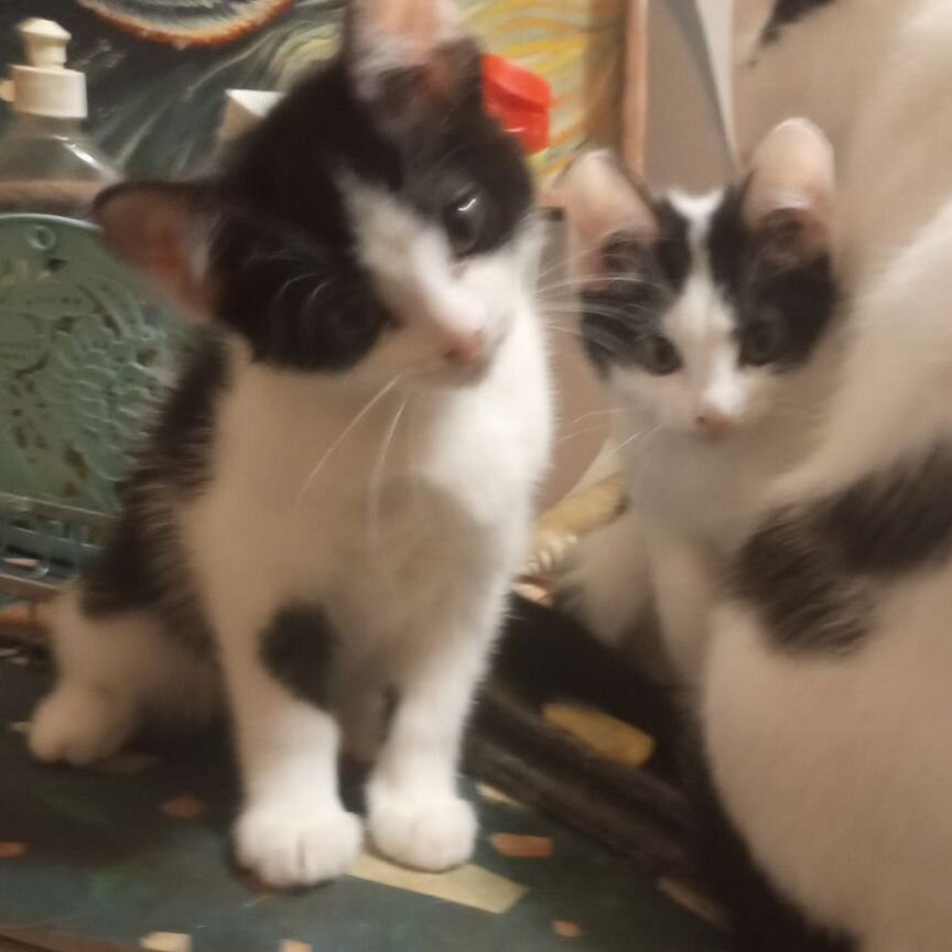 Котята в добрые руки бесплатно