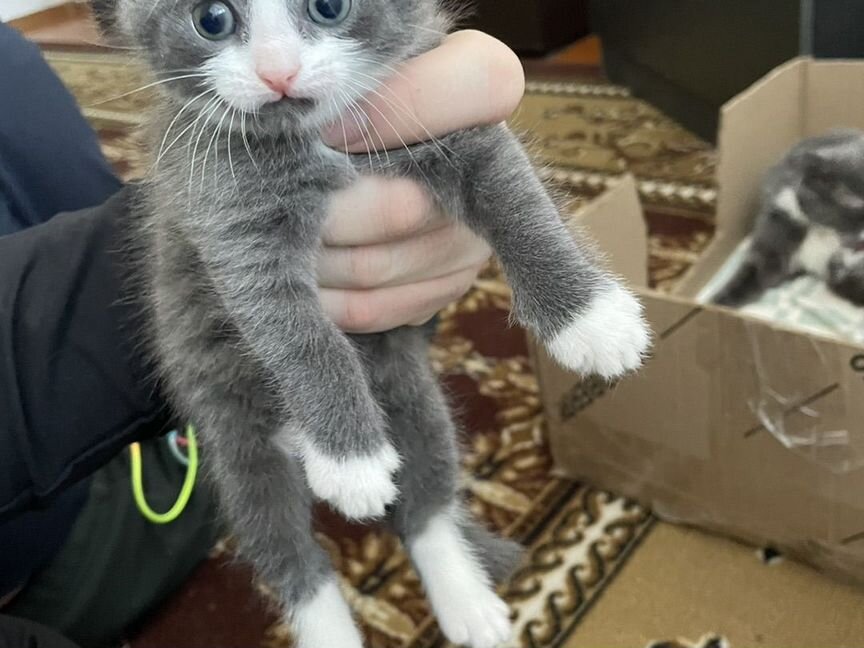 Котята бесплатно