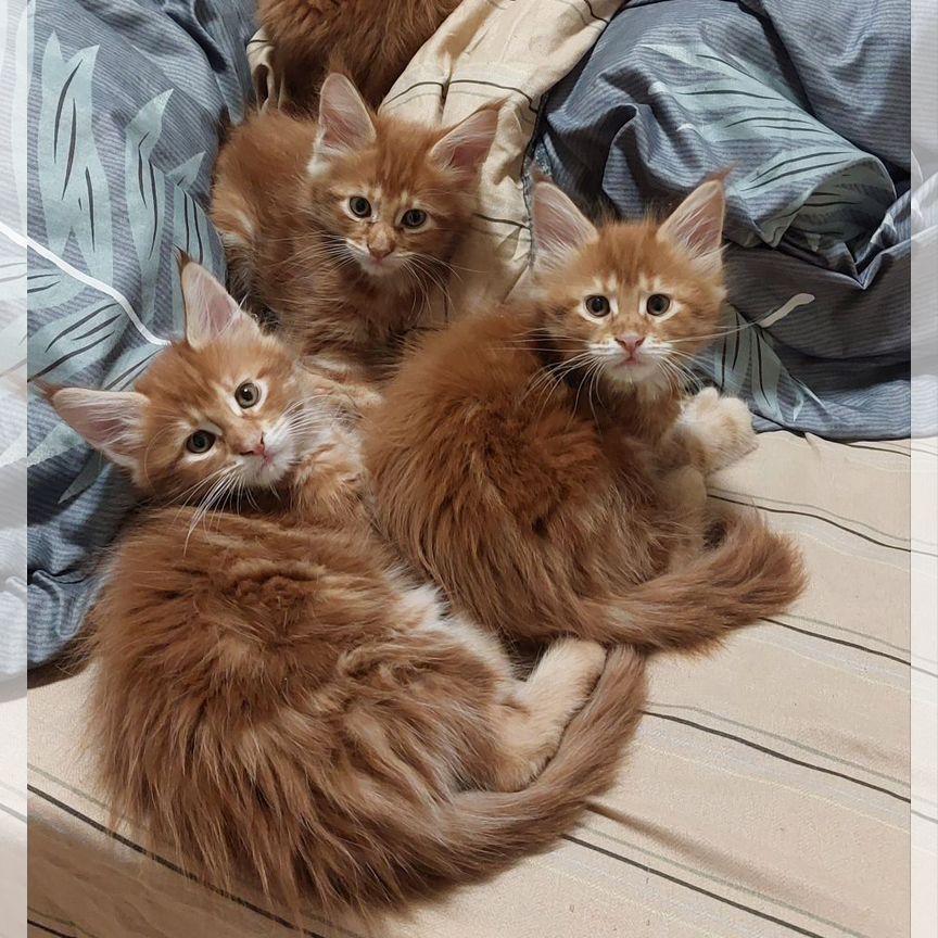 Мейн-кун котёнок