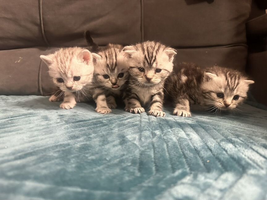 Котята шотланские