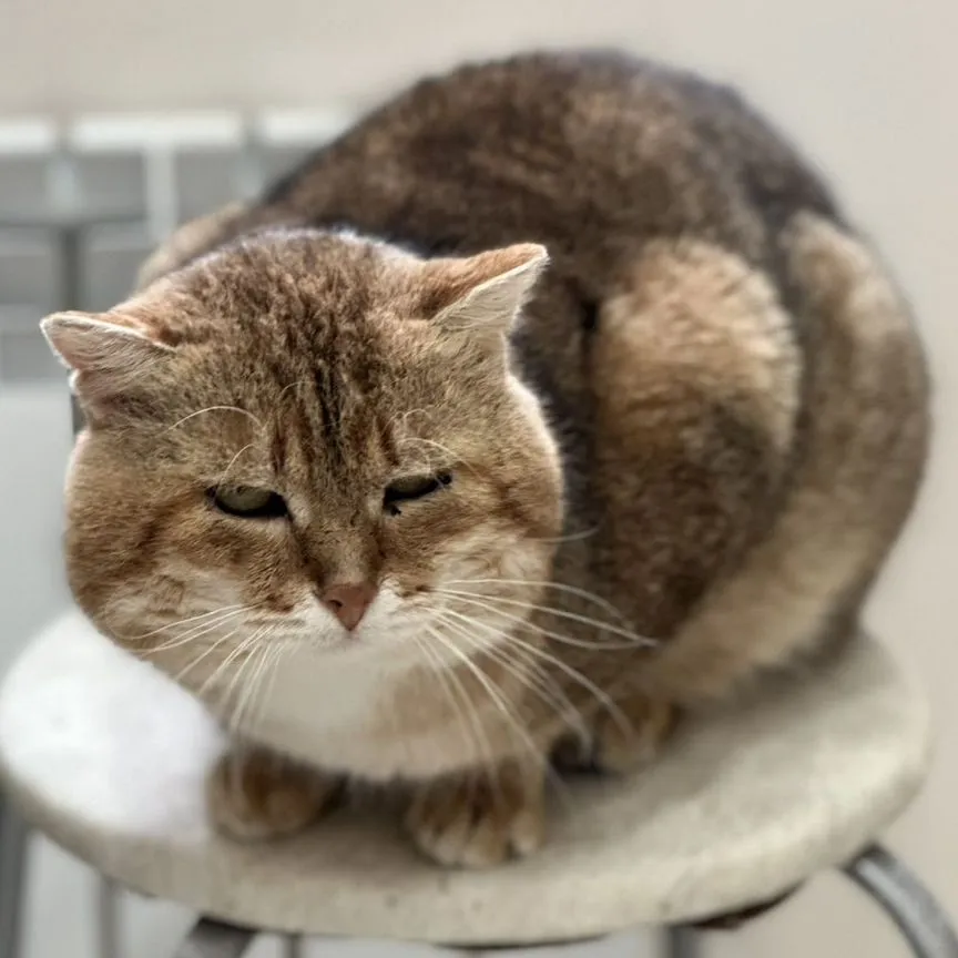 Кот Барон ищет дом