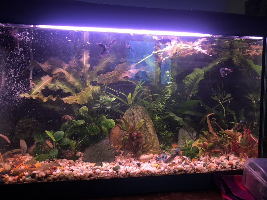 Аквариум 50 литров