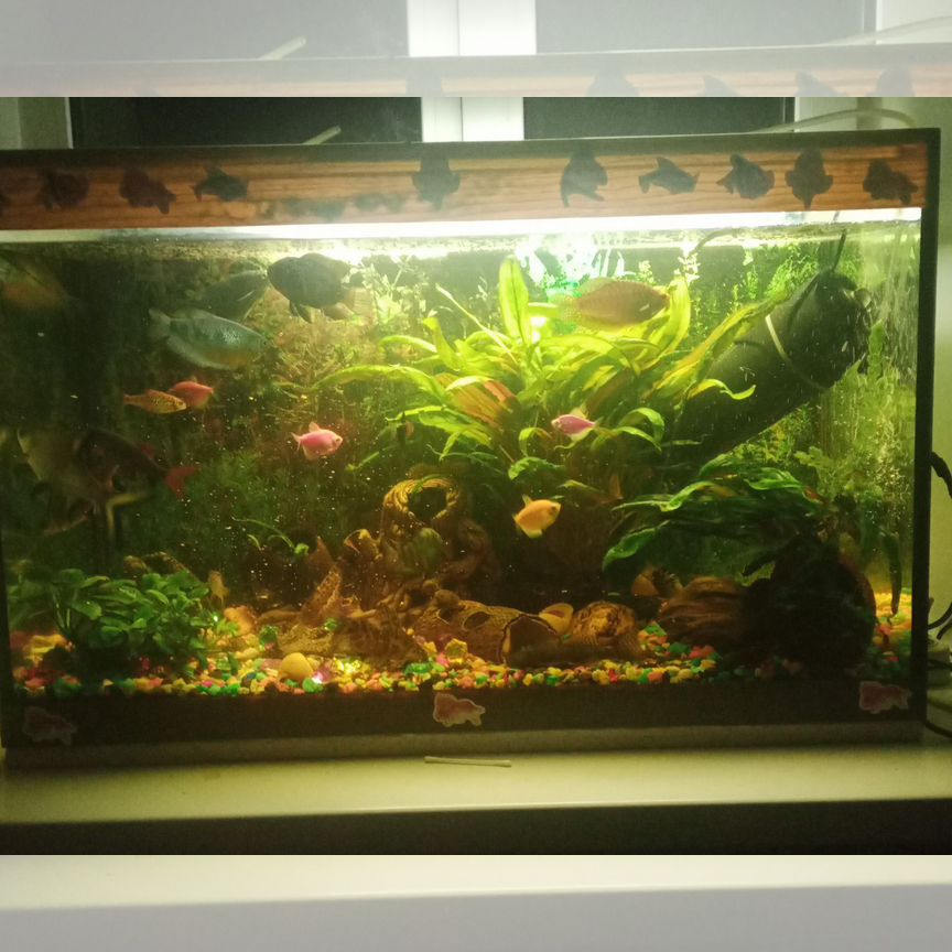 Аквариум