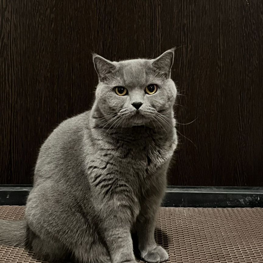 Кот шотландский в хорошие руки
