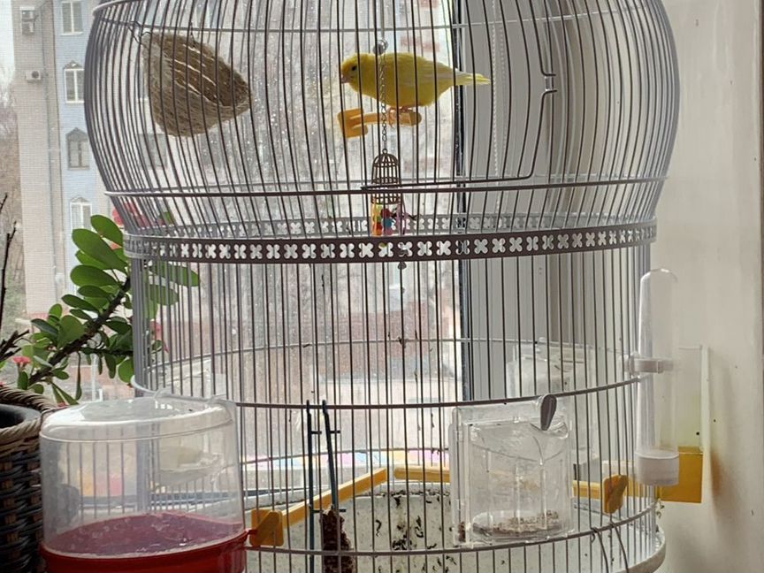 Канарейка с клеткой