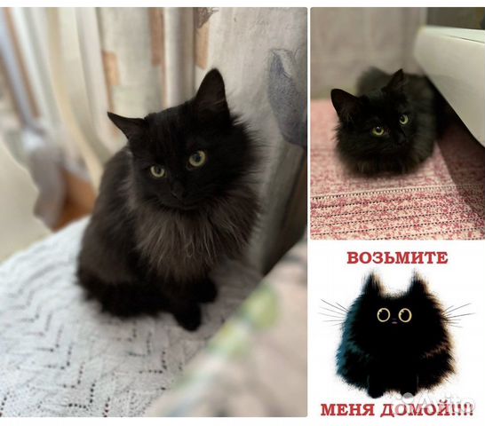 Котик 8 мес. в добрые руки