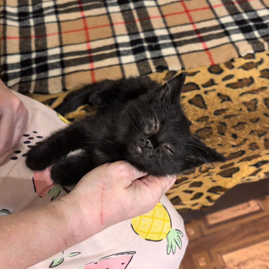 Спасите крошечного котёнка