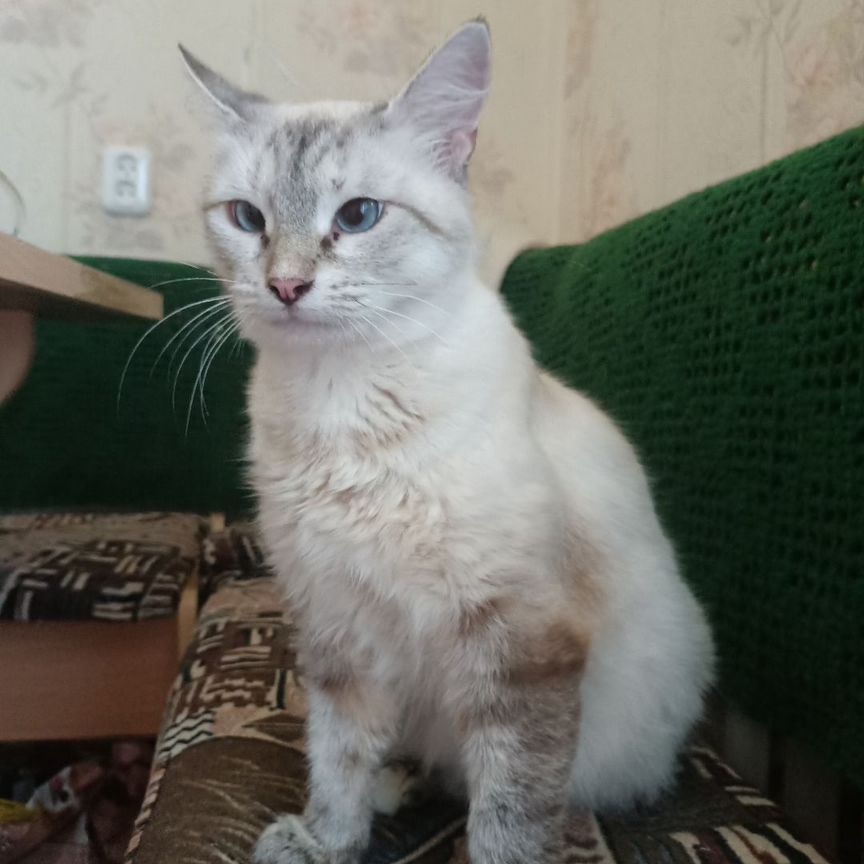 Кошка красоточка