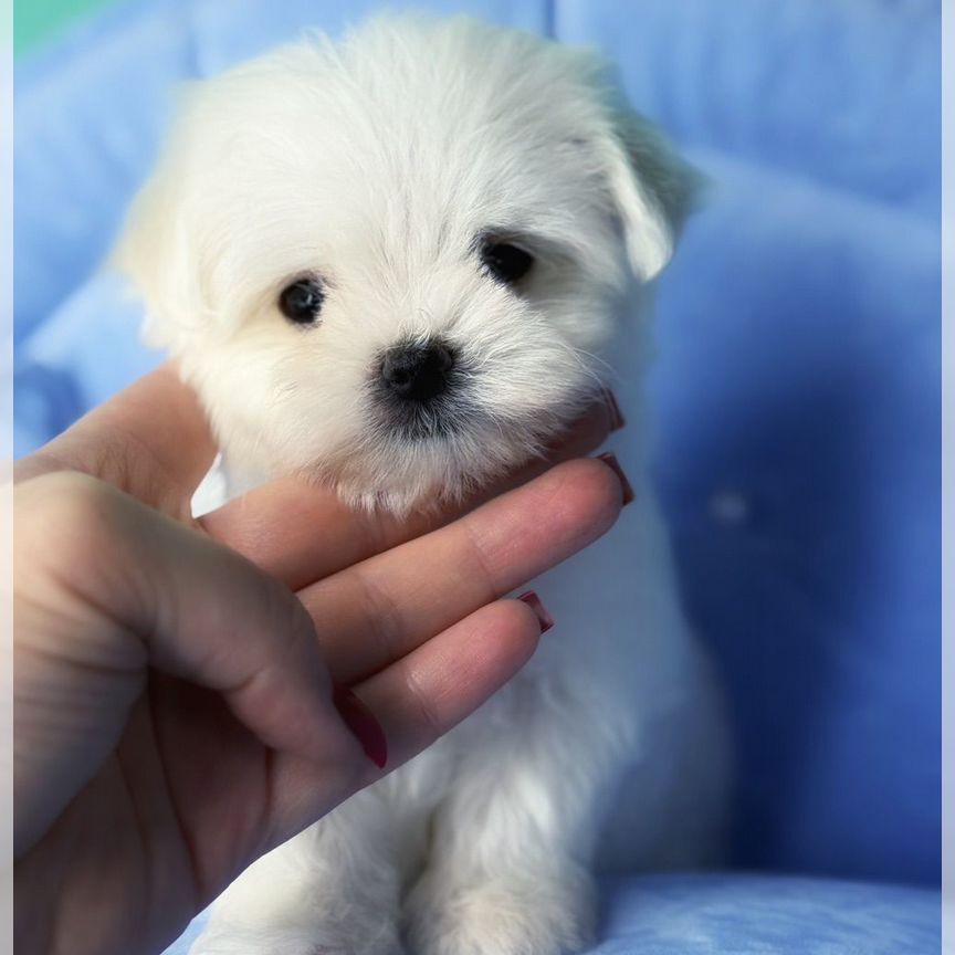 Мальтийская болонка, щенок