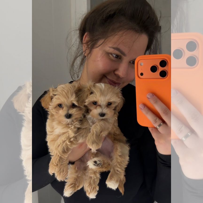 Мальтипу, щенок