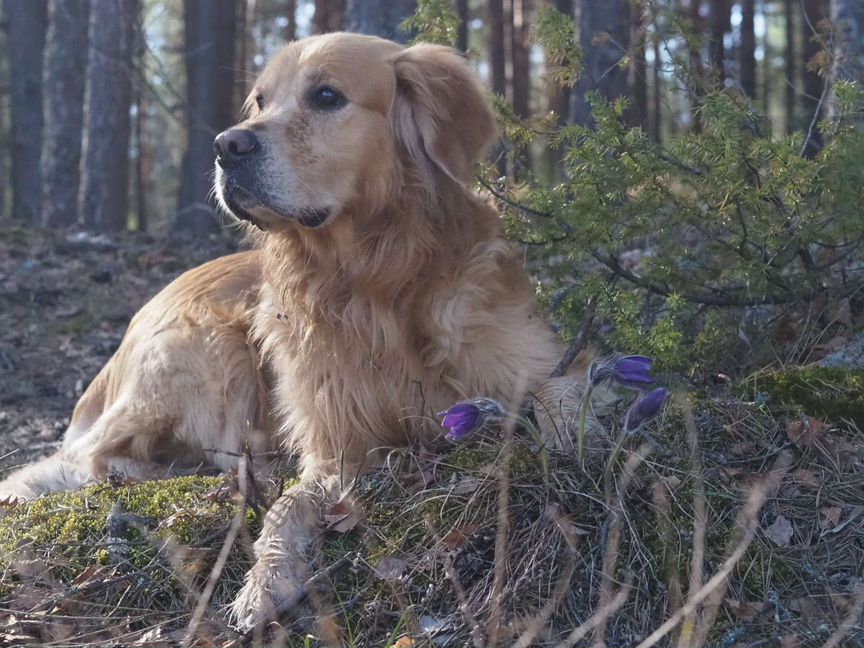 Золотистый ретривер в добрые руки